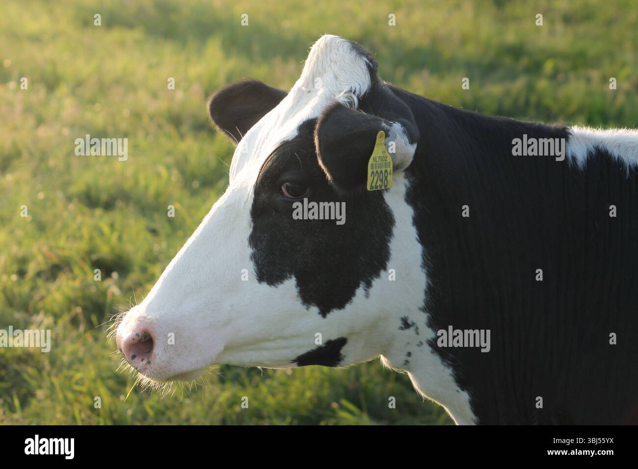 Cow standing peacefully in golden hour sunlight, bathed in warm tones ...