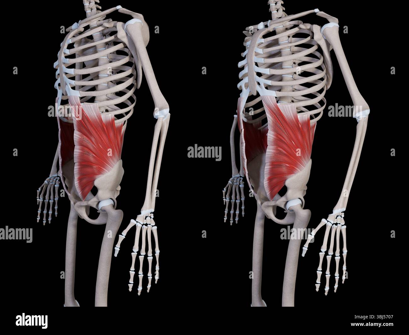 Internal oblique abdominis hi-res stock photography and images - Alamy