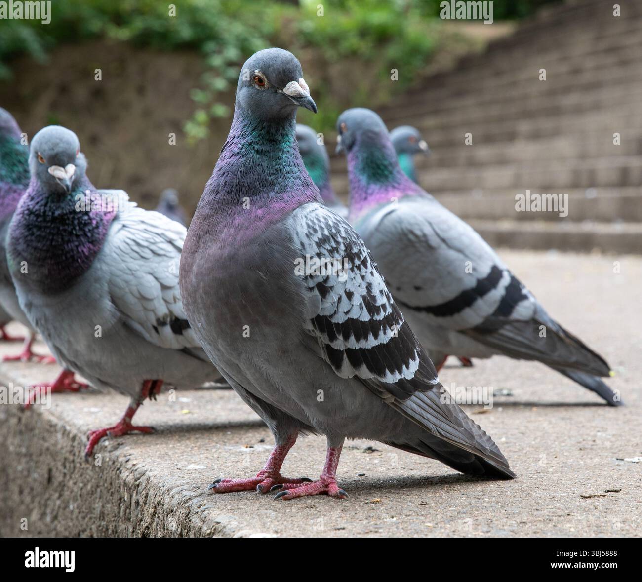 Pigeons as pests hi-res stock photography and images - Alamy