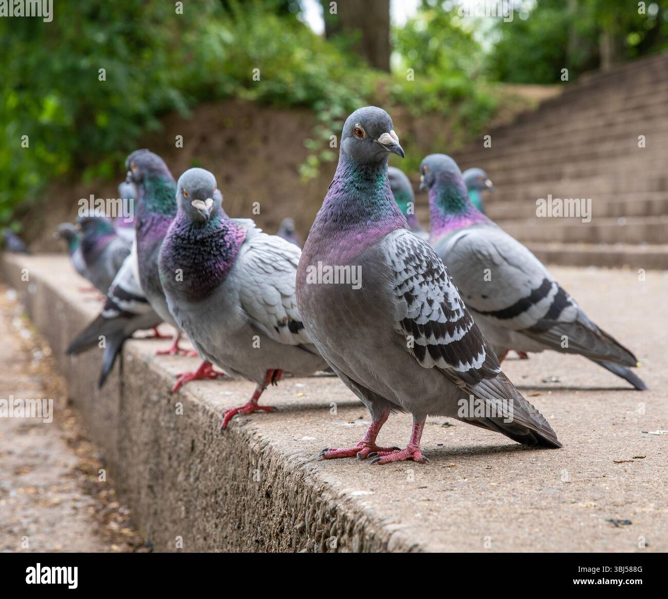 Bevy of pigeons hi-res stock photography and images - Alamy
