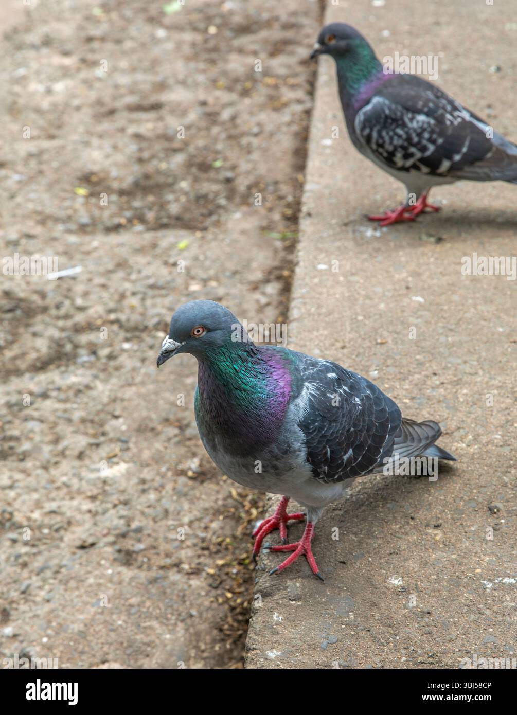 Feral rock pigeons doves hi-res stock photography and images - Alamy