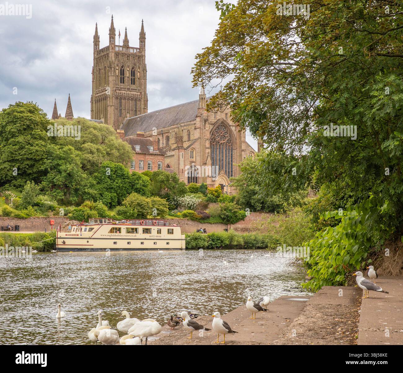 Swan Sanctuary Worcester Stock Photo - Alamy