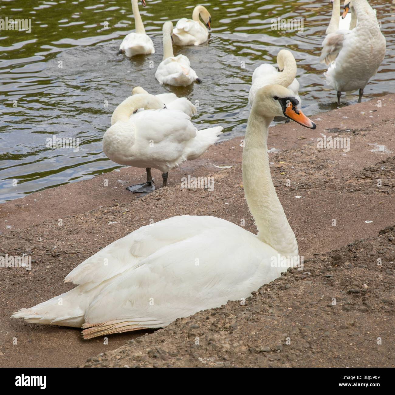 Swan Sanctuary Worcester Stock Photo - Alamy