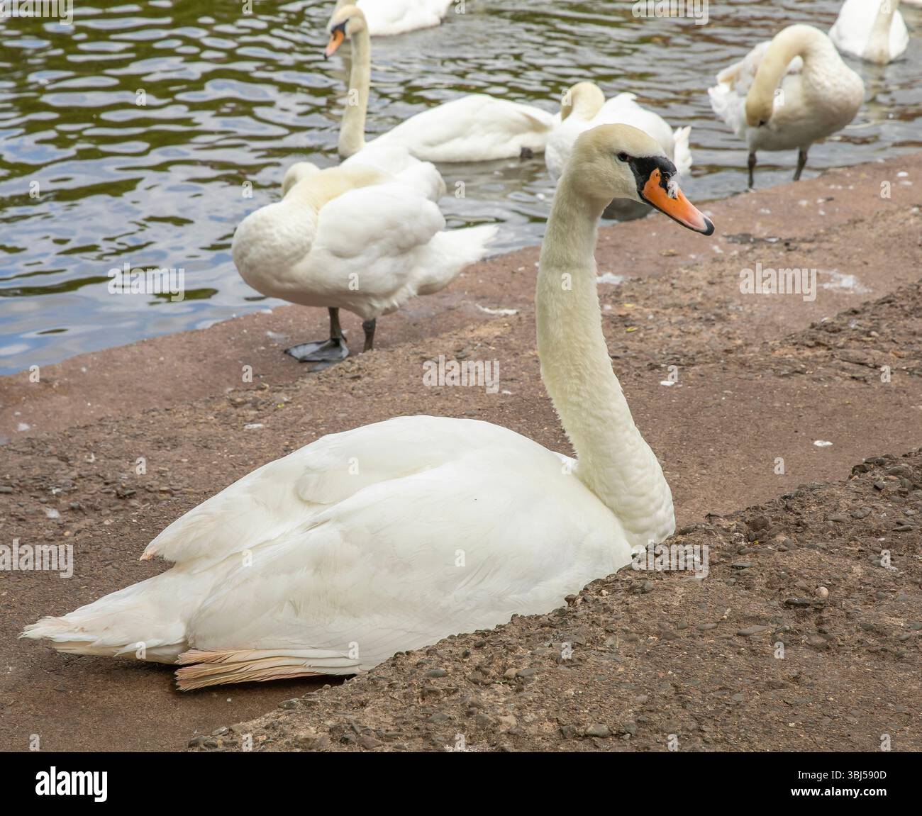 Worcester city sanctuary hi-res stock photography and images - Alamy
