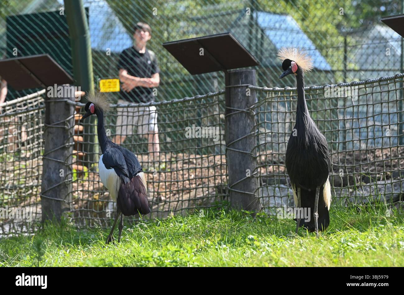 After eight years of renovations, the Olomouc Zoo opened a giant aviary ...