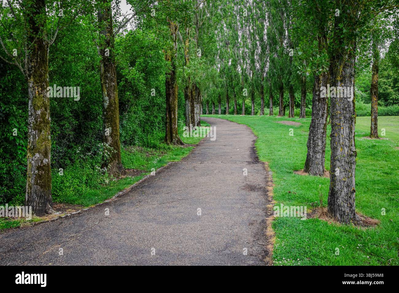 A winding path flanked by tall trees on both sides, surrounded by lush ...