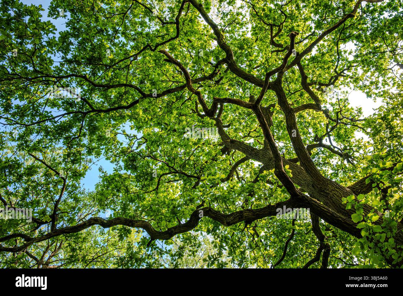 Chlorophyll palette hi-res stock photography and images - Alamy