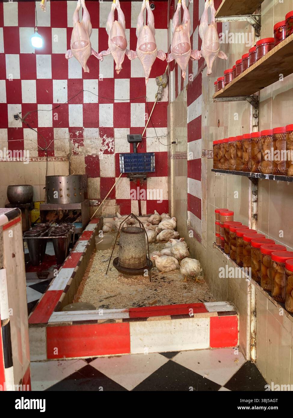 Butcher selling alive or dead chickens, Dakhla, Western Sahara, 2025 ...