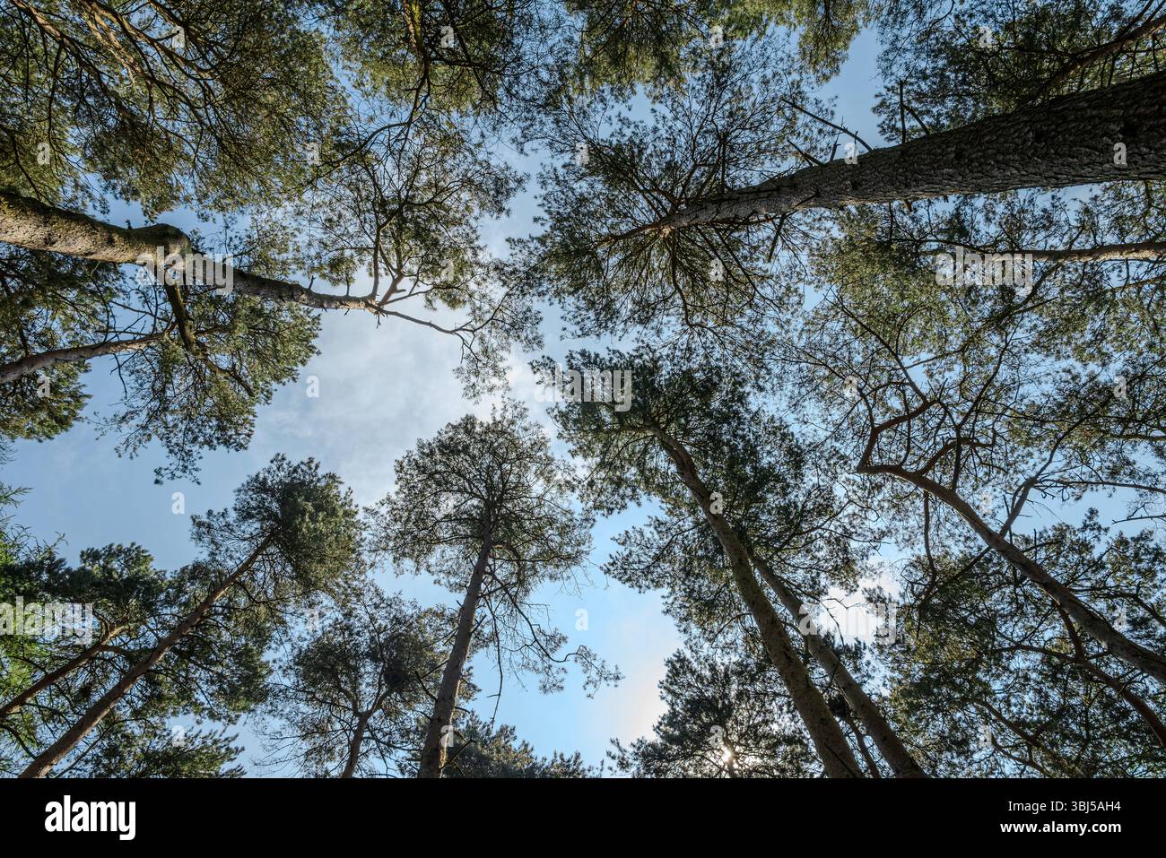 Tall pine tree canopies stretch upward in a forest, set against a ...