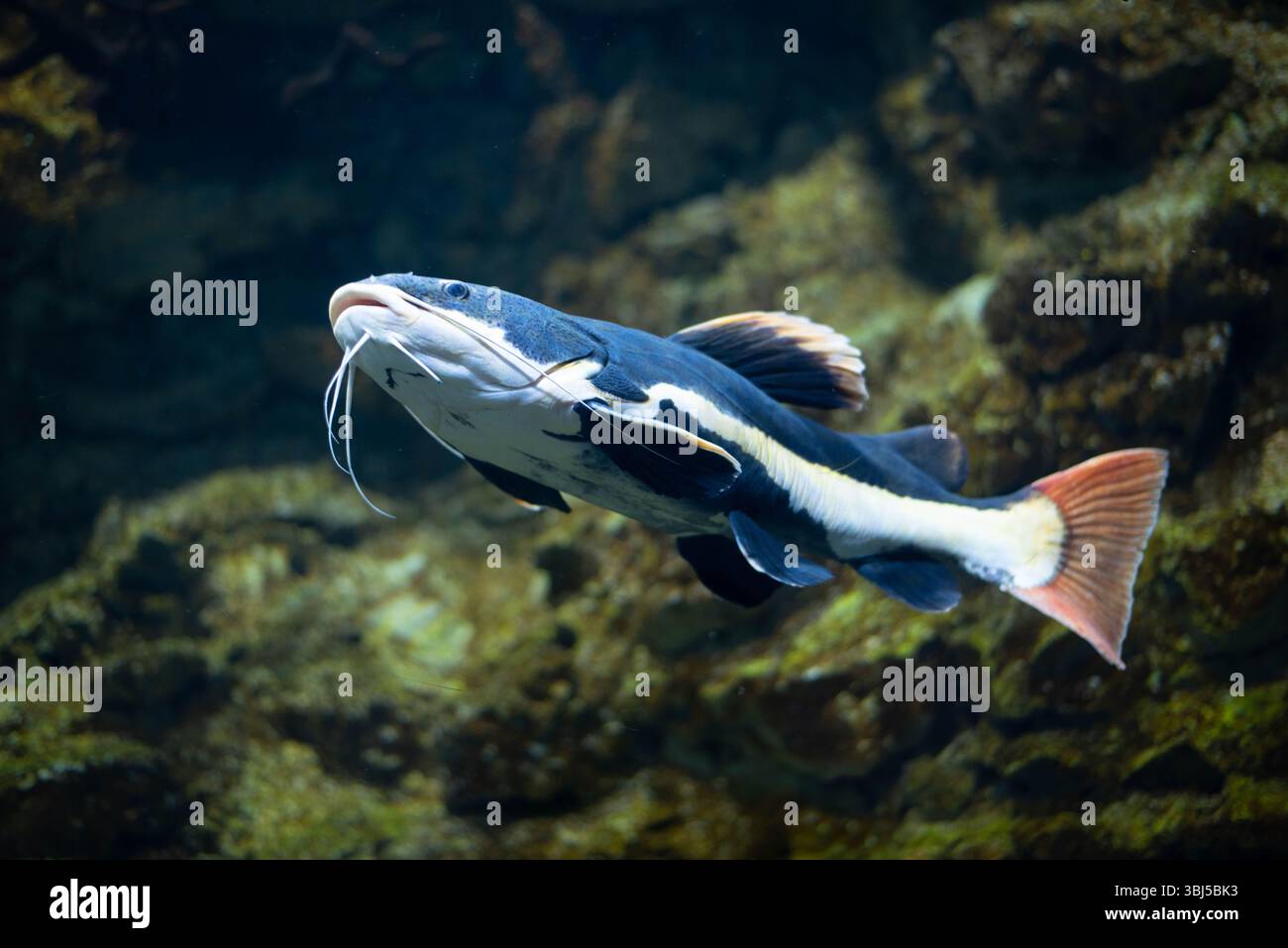 Flathead catfish in an aquarium. Flathead catfish is the only ...