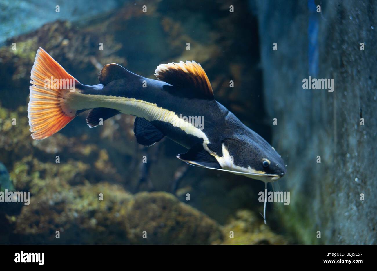 Flathead catfish in an aquarium. Flathead catfish is the only ...