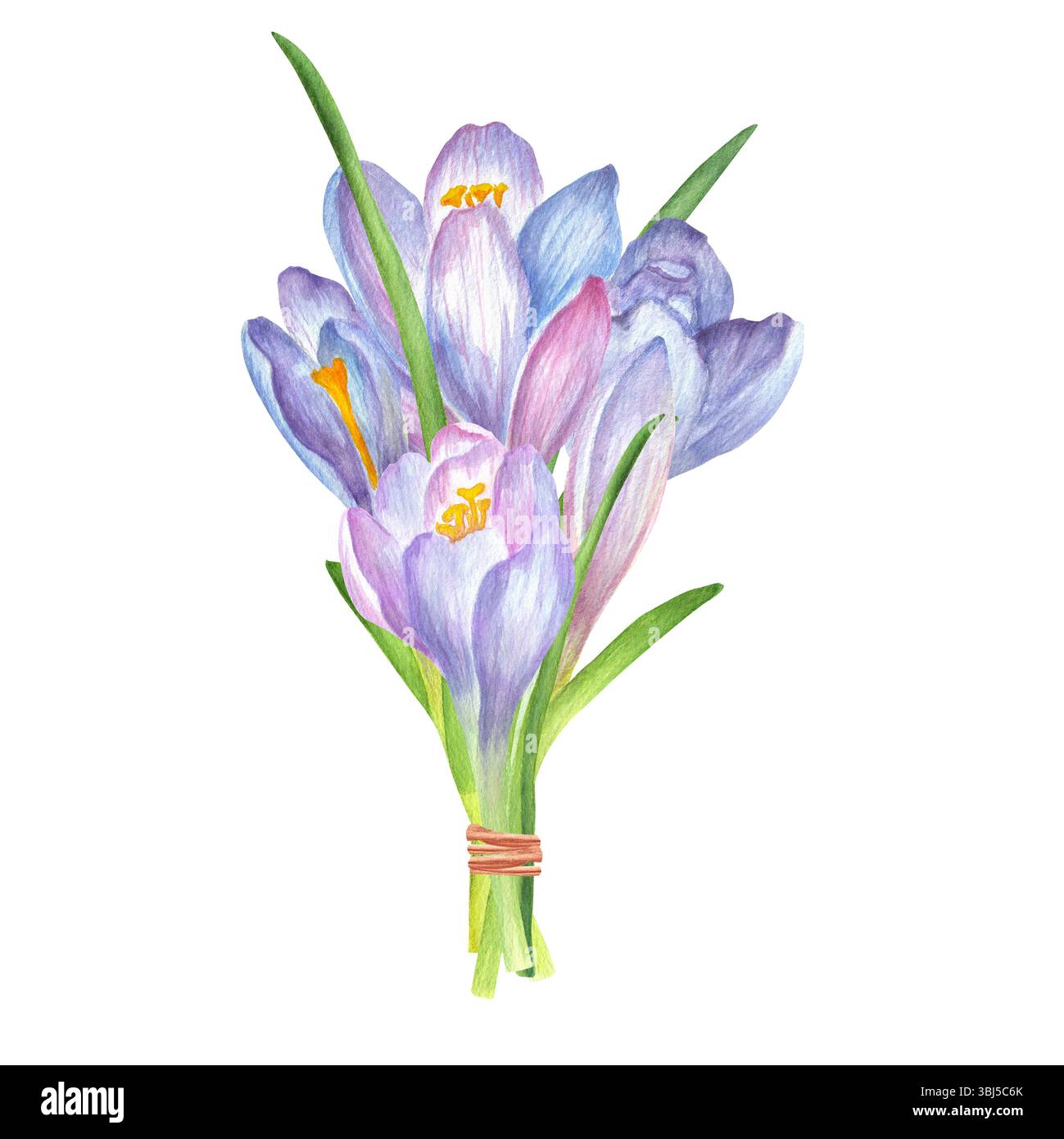 Watercolor bouquet of pink, soft purple, blue flowers crocuses and ...