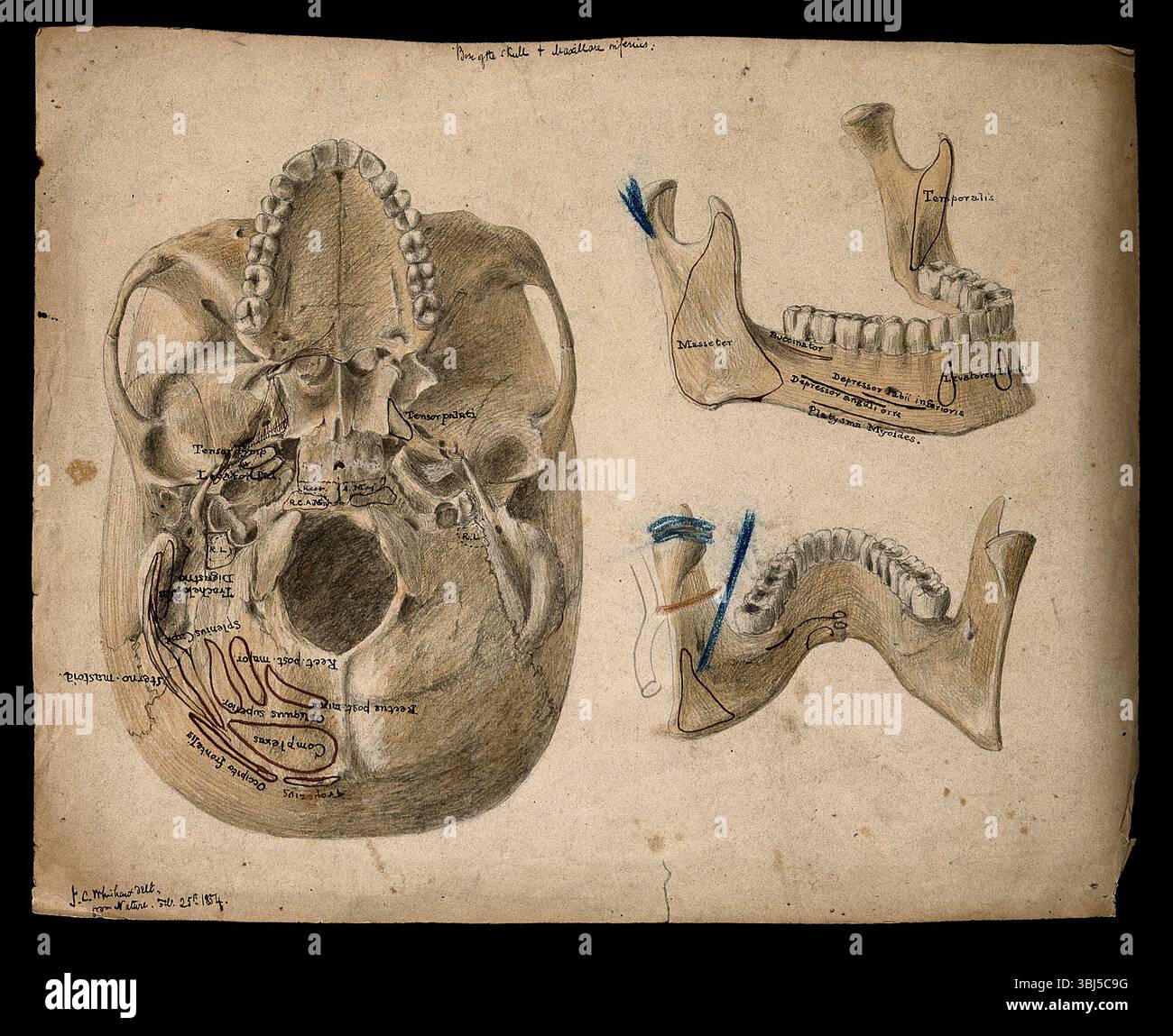 Base of the skull, with details showing the lower jaw, 1854/02/25 Stock ...