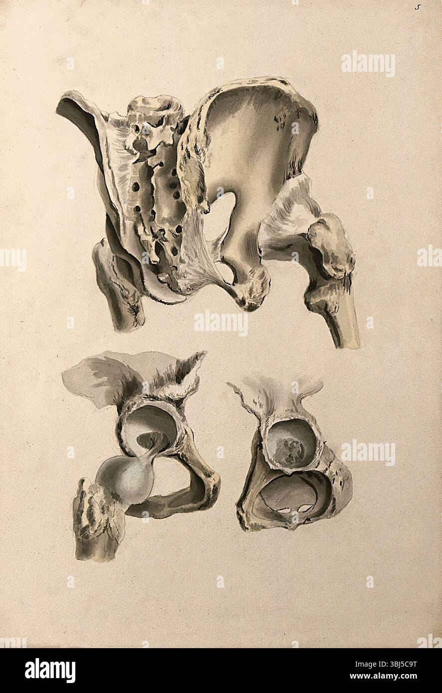 Ligaments of hip-bone and femur (thigh-bone), 1830-1835 Stock Photo - Alamy