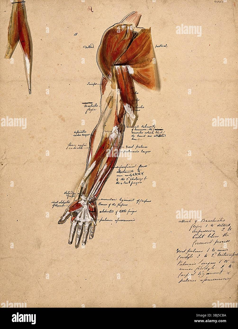 Muscles of the arm, shoulder and hand, front view, 1800-1899 Stock ...