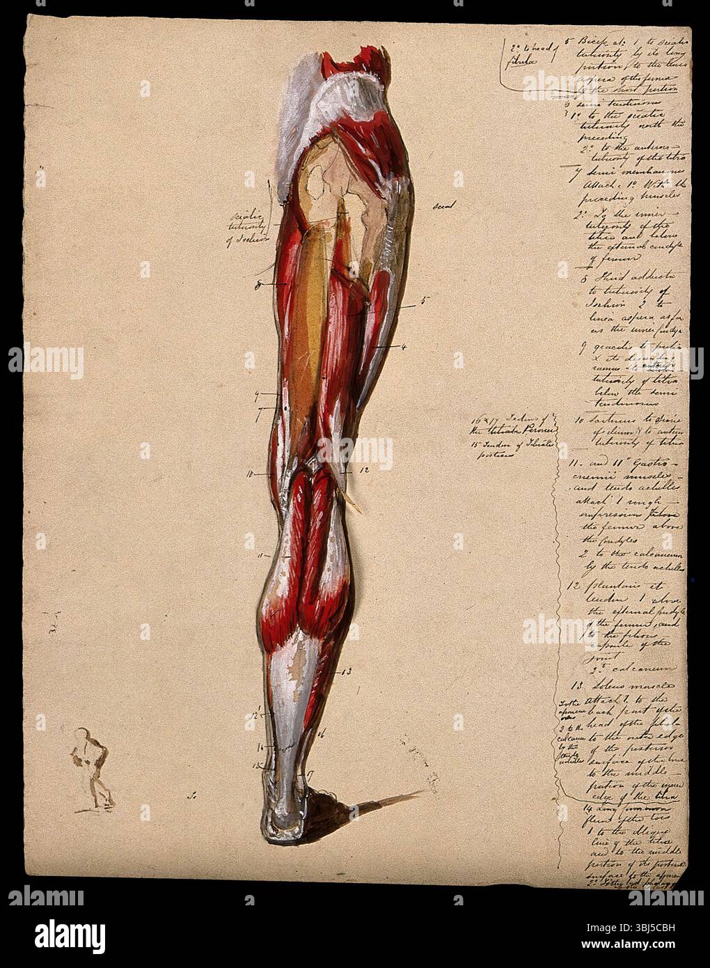 Diagram of leg muscles hi-res stock photography and images - Alamy