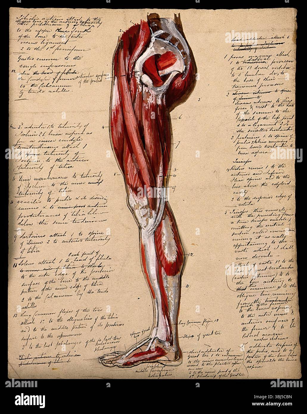 Diagram of leg muscles hi-res stock photography and images - Alamy