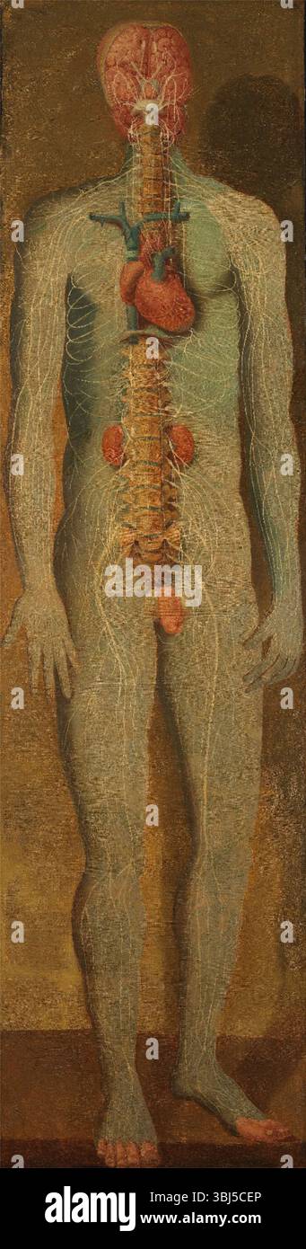 Anatomical figure, 1764/1765.. A standing dissected man showing the ...