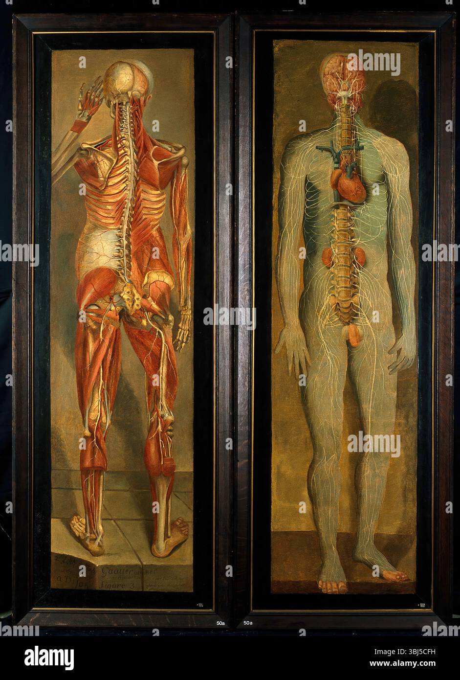 Two anatomical figures, 1764/1765.. A standing dissected man showing ...