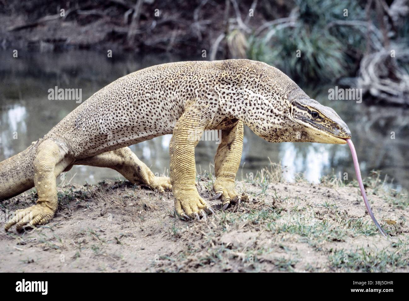 Australian Yellow-spotted monitor in defensive stance Stock Photo - Alamy