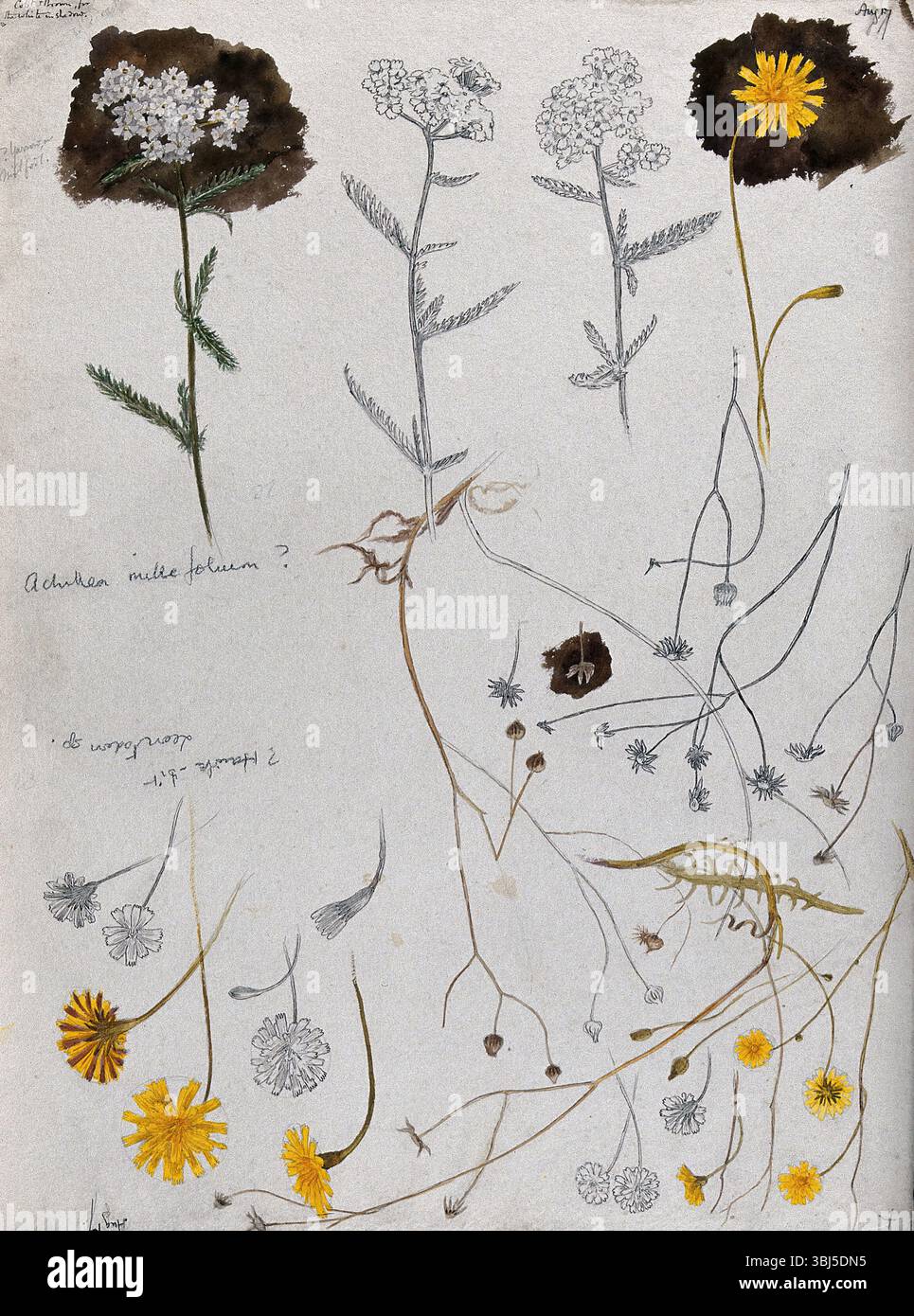 Various flower heads of yarrow (Achillea millefolium) and hawk's bit ...