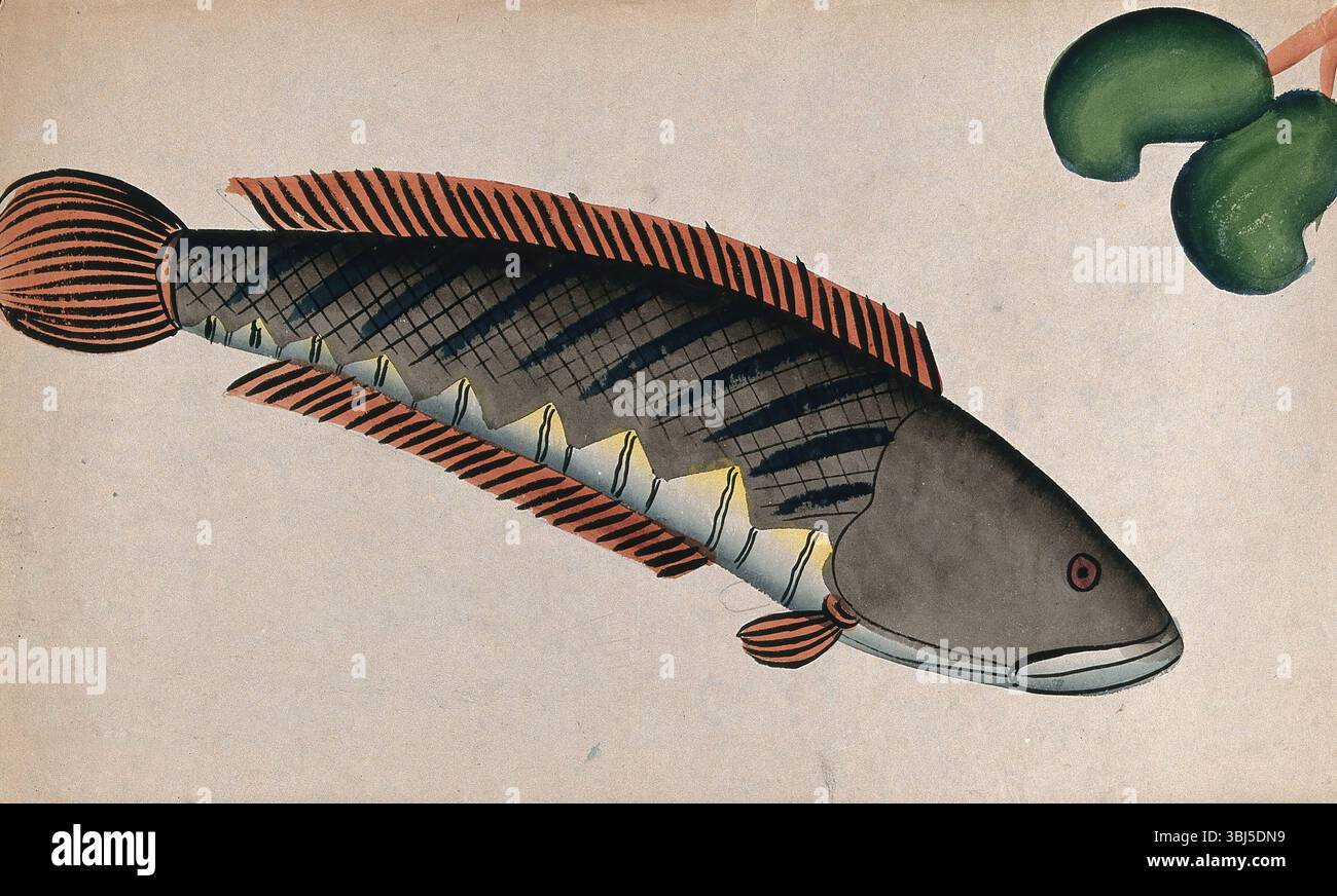 Fish. Additional Info: This fish is of uncertain species, but it ...