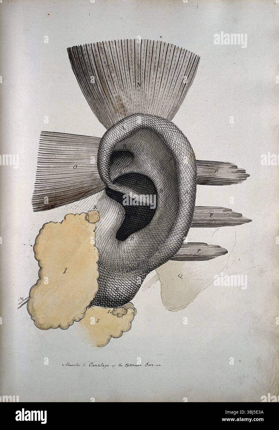 The ear: muscles and cartailage, between 1800 and 1899. Additional Info ...