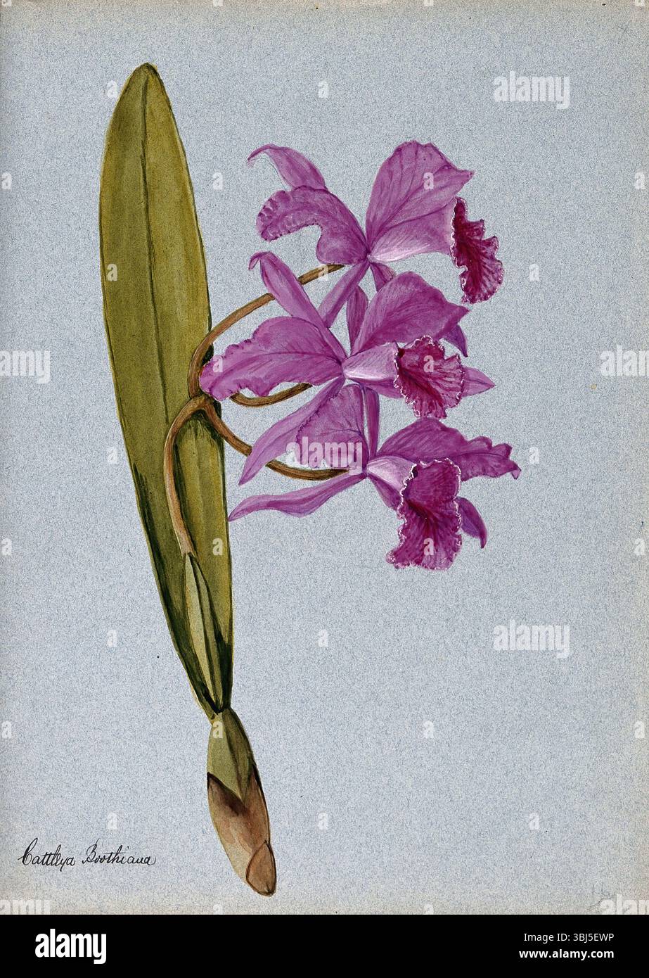 An orchid (Cattleya Boothiana): flowering stem Stock Photo - Alamy
