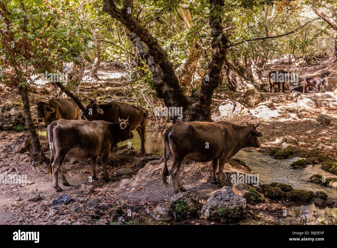 Cows in Zoragvan valley, Kurdistan Region of Iraq Stock Photo - Alamy