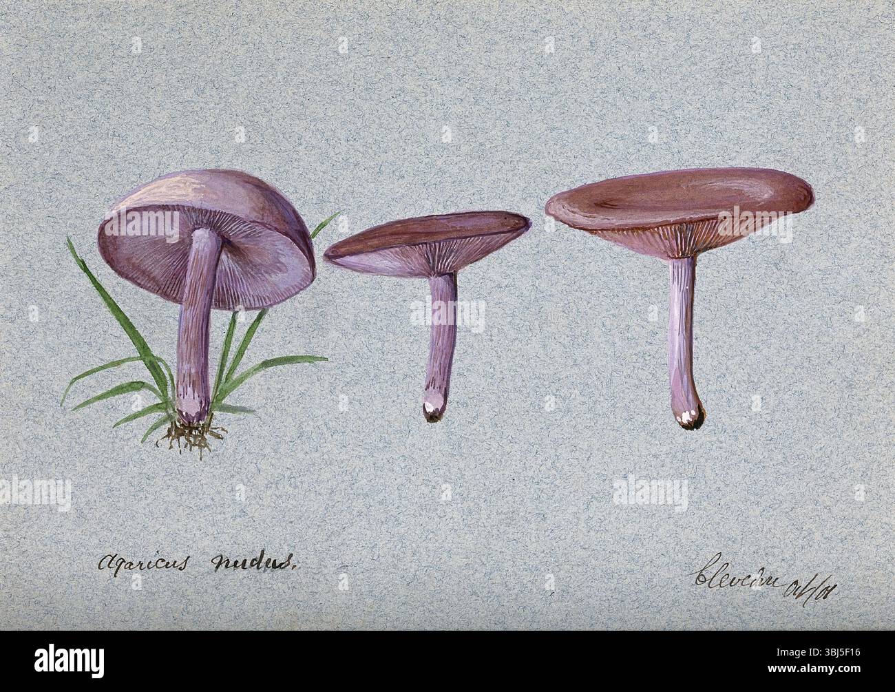 The wood blewit fungus (Lepista nuda): three fruiting bodies, 1901 ...
