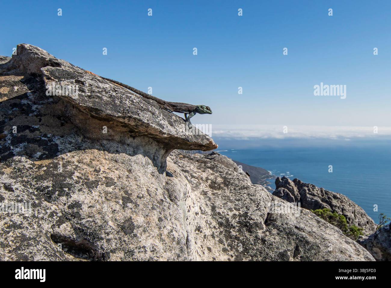Southern Rock Agama basking on rocks, Table Mountain South Africa Stock ...