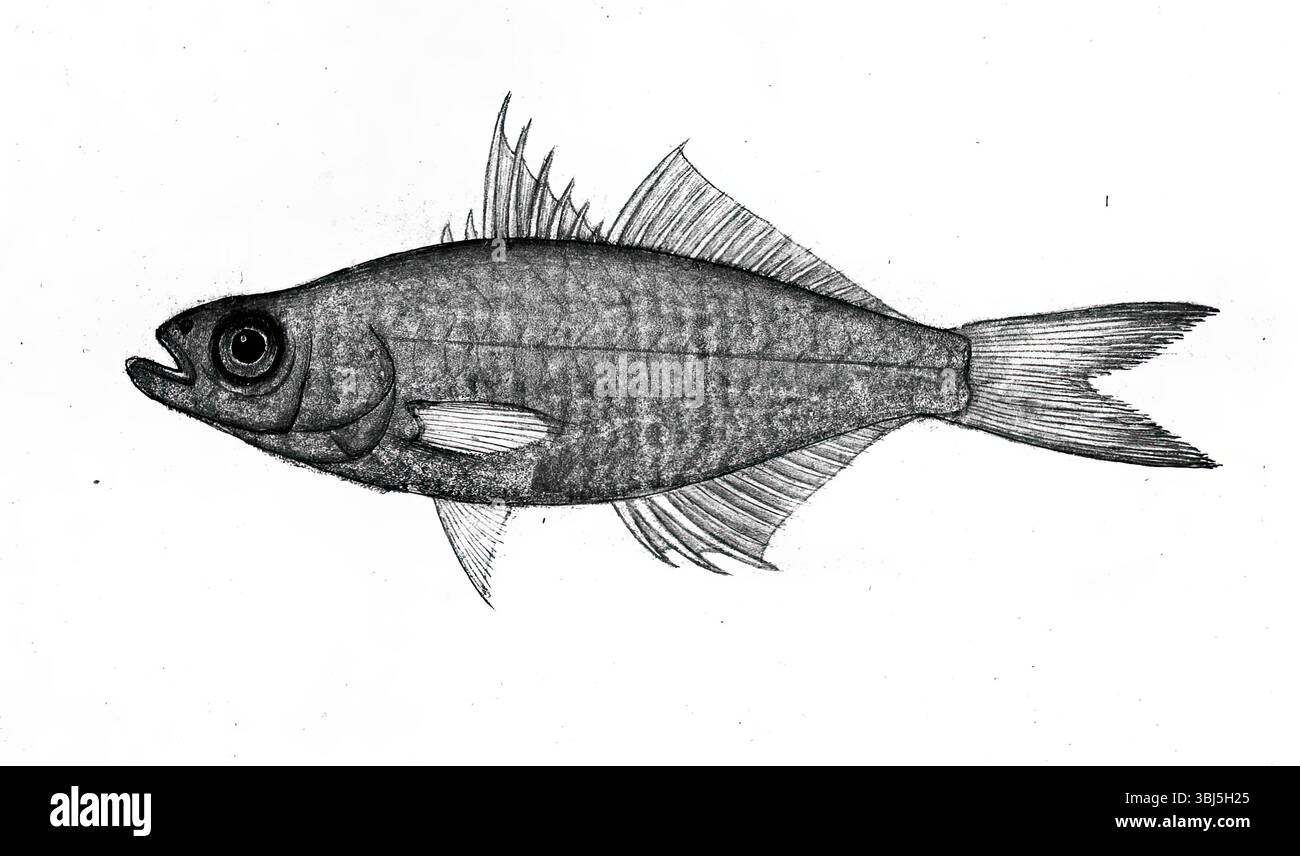 Indian fishes Cut Out Stock Images & Pictures - Alamy