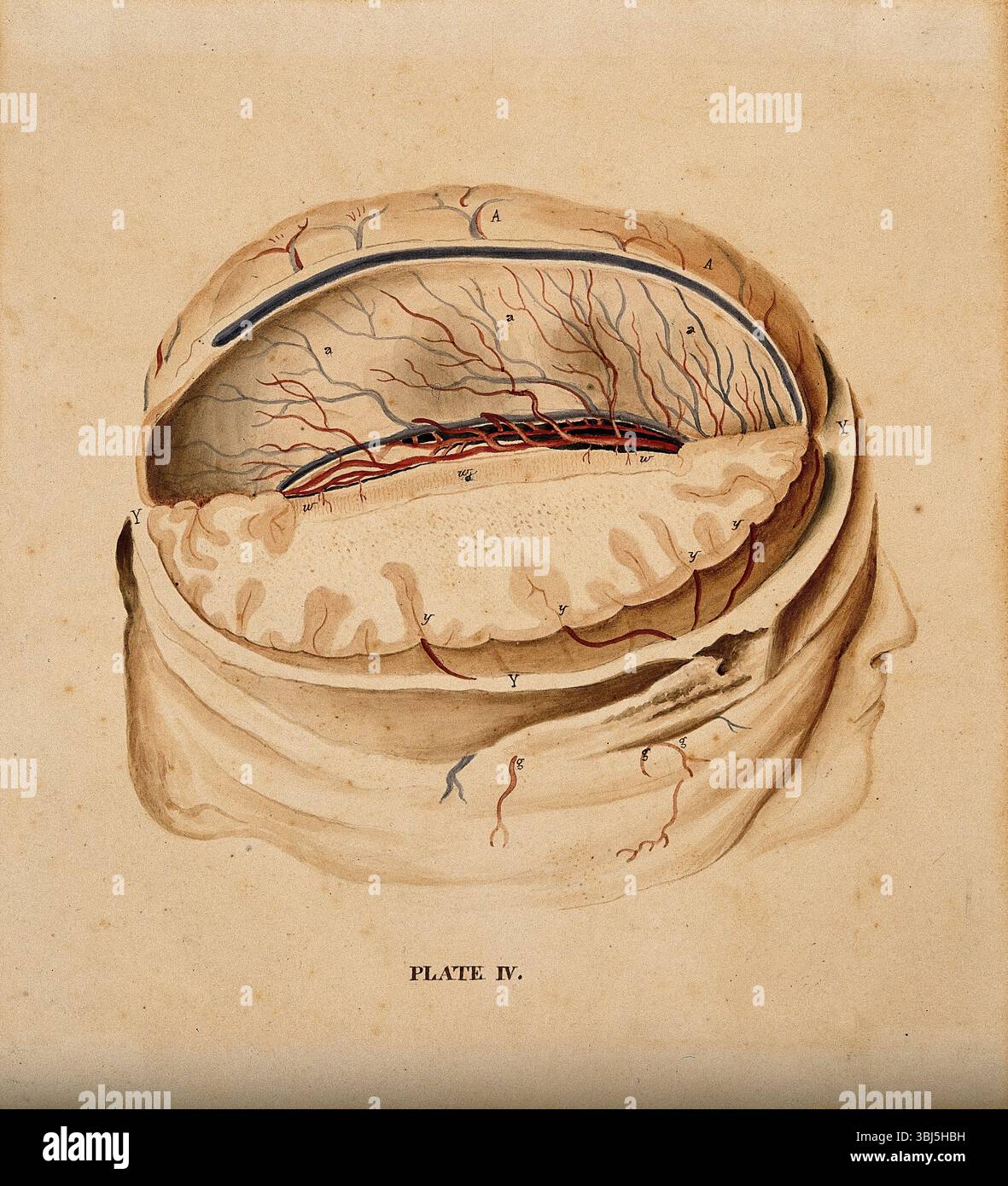 Brain: dissection showing a section of the right hemisphere, 1820-1827 ...