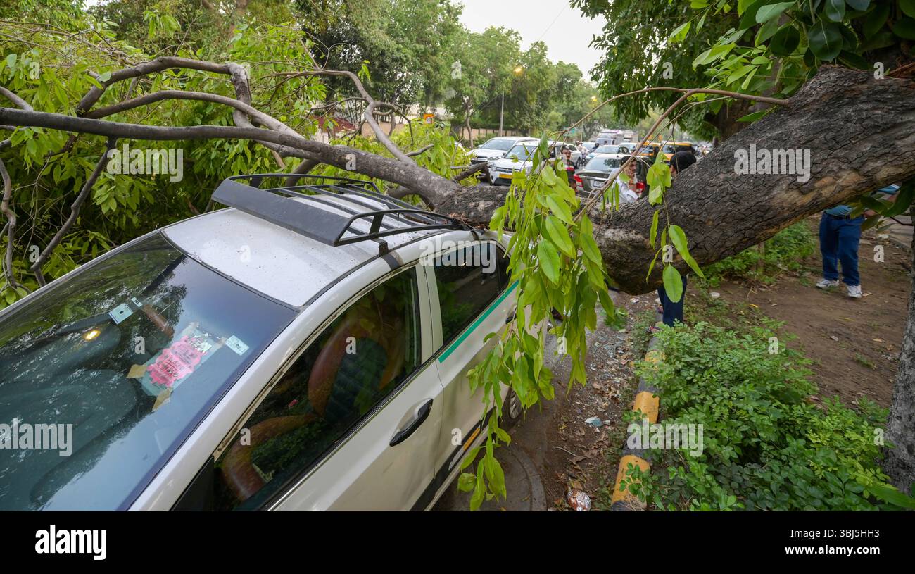 NEW DELHI, INDIA - JUNE 12: A view of an uprooted tree near Tolstoy ...