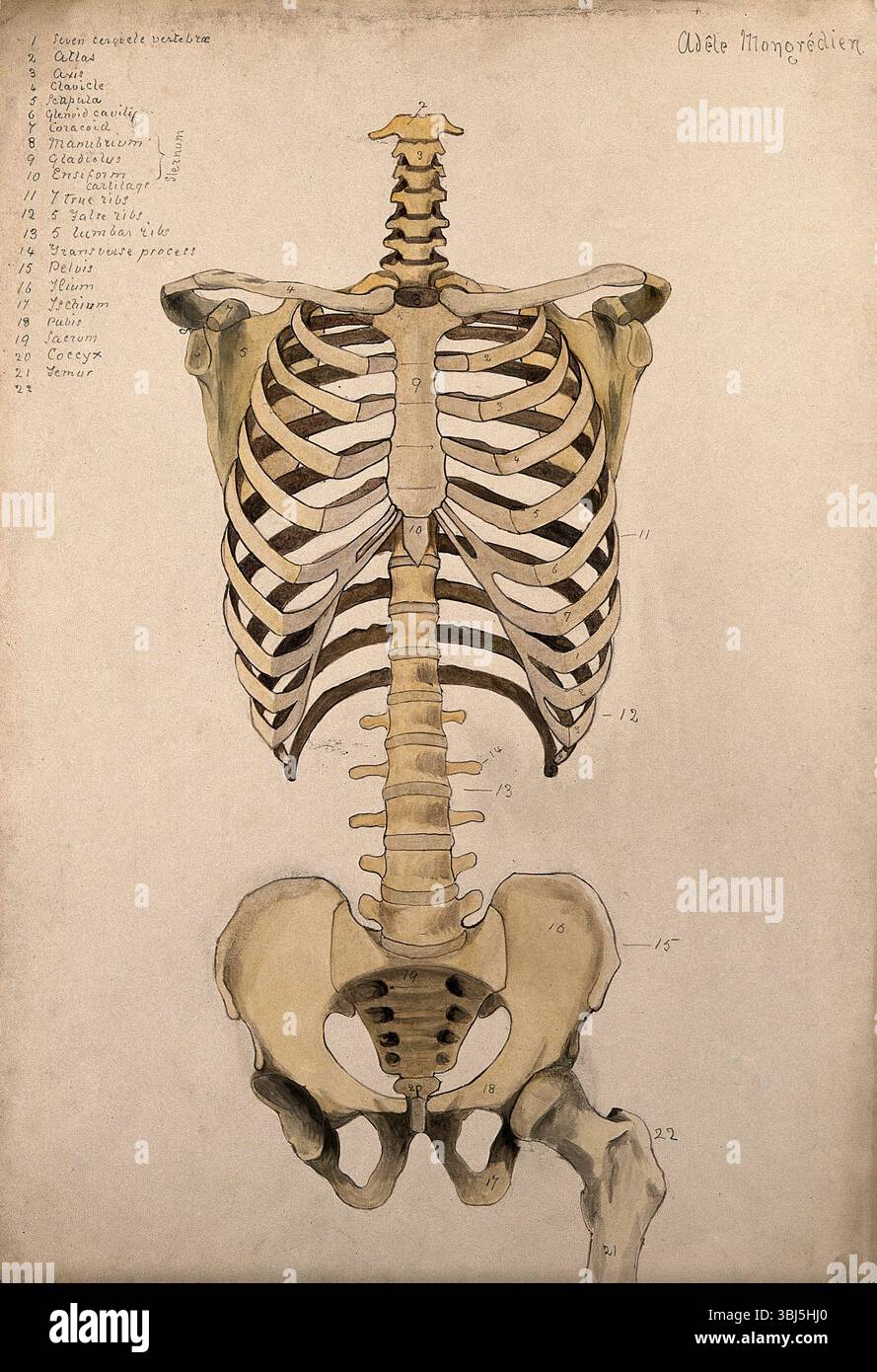 Bones of the trunk and pelvis: front view, 1880 Stock Photo - Alamy