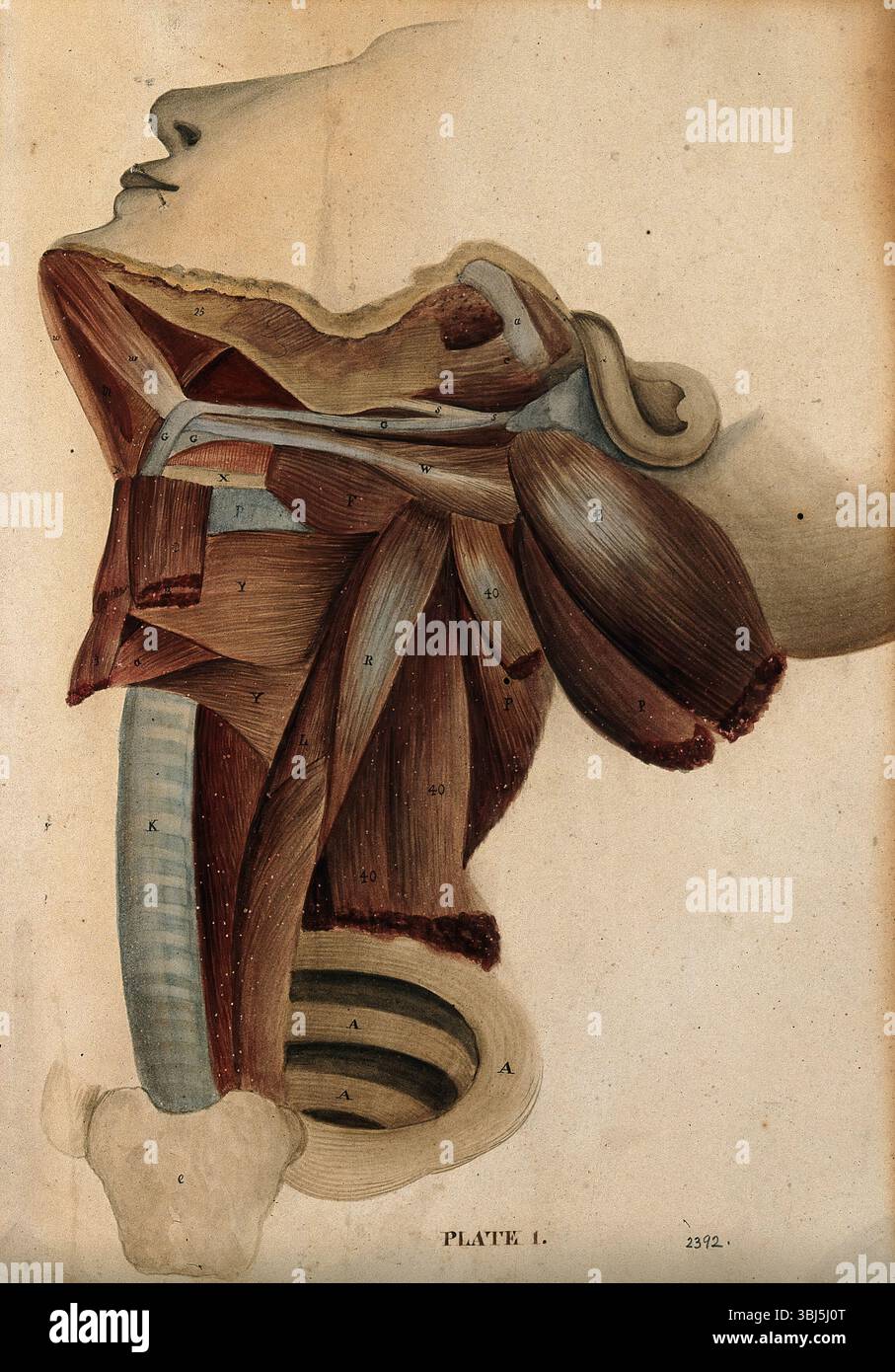 Dissection of the neck, 1800-1899 Stock Photo - Alamy