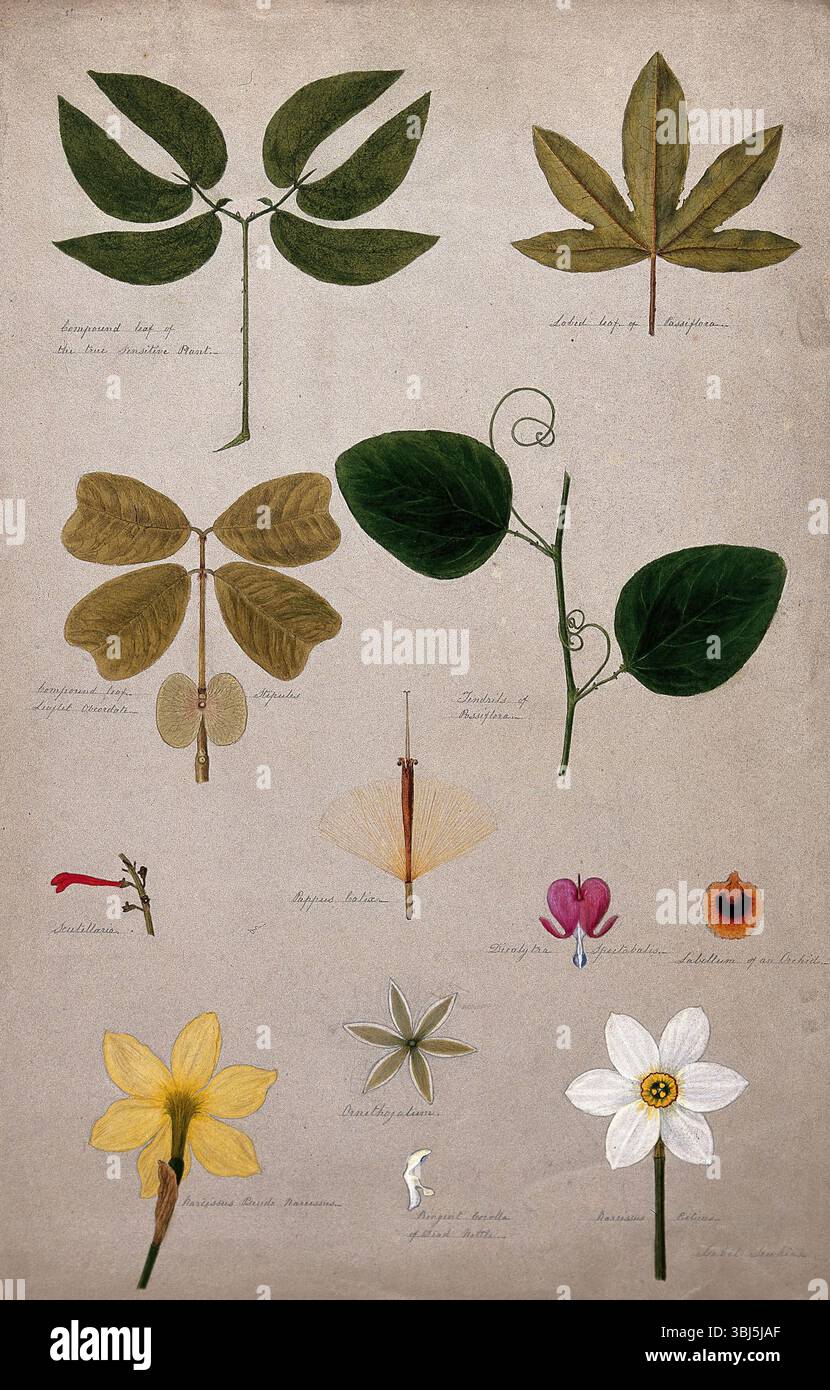 Various leaf forms and flower parts, c1900 Stock Photo - Alamy