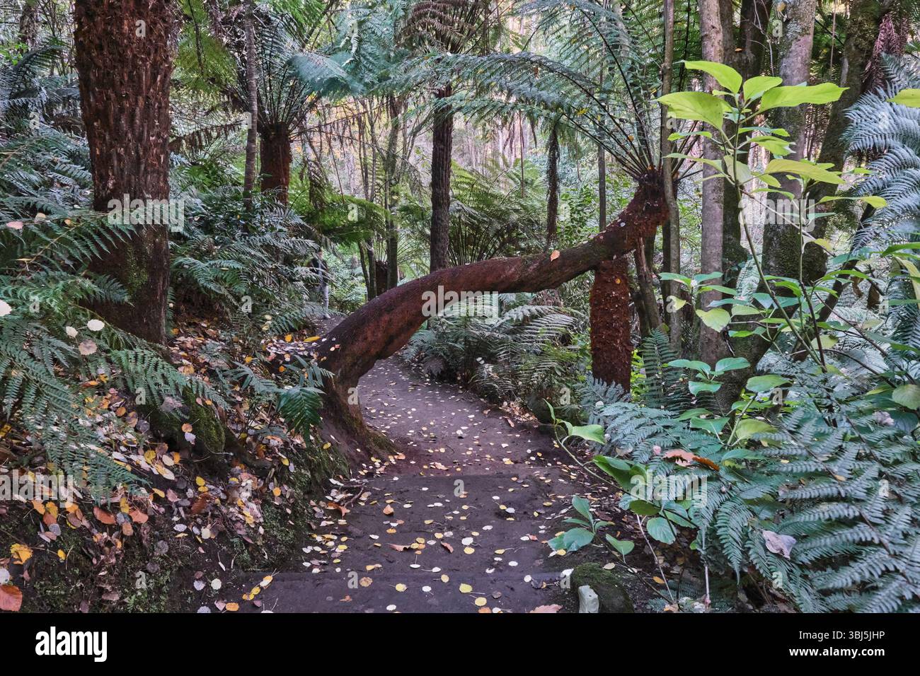 Fern Gully Path Stock Photo - Alamy
