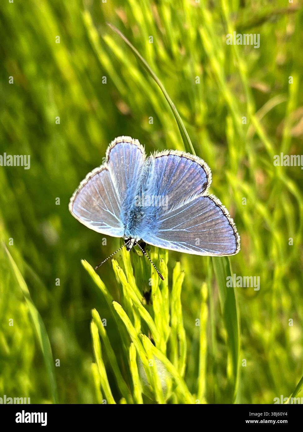 Blue butterfly north east uk hi-res stock photography and images - Alamy