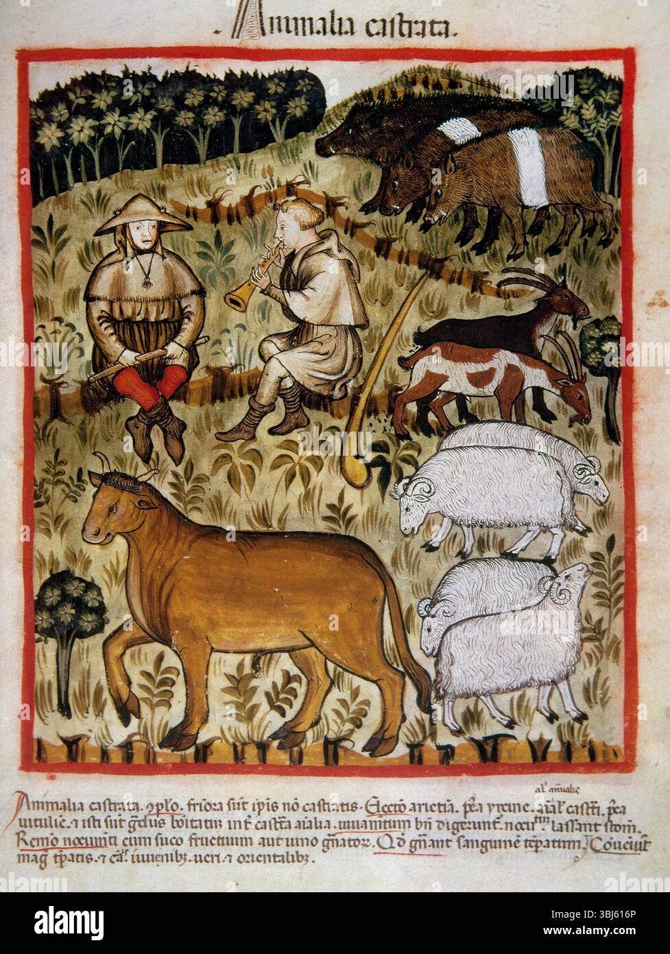 Shepherds and cattle, 14th century. From Tacuinum Sanitatis Folio 71r ...