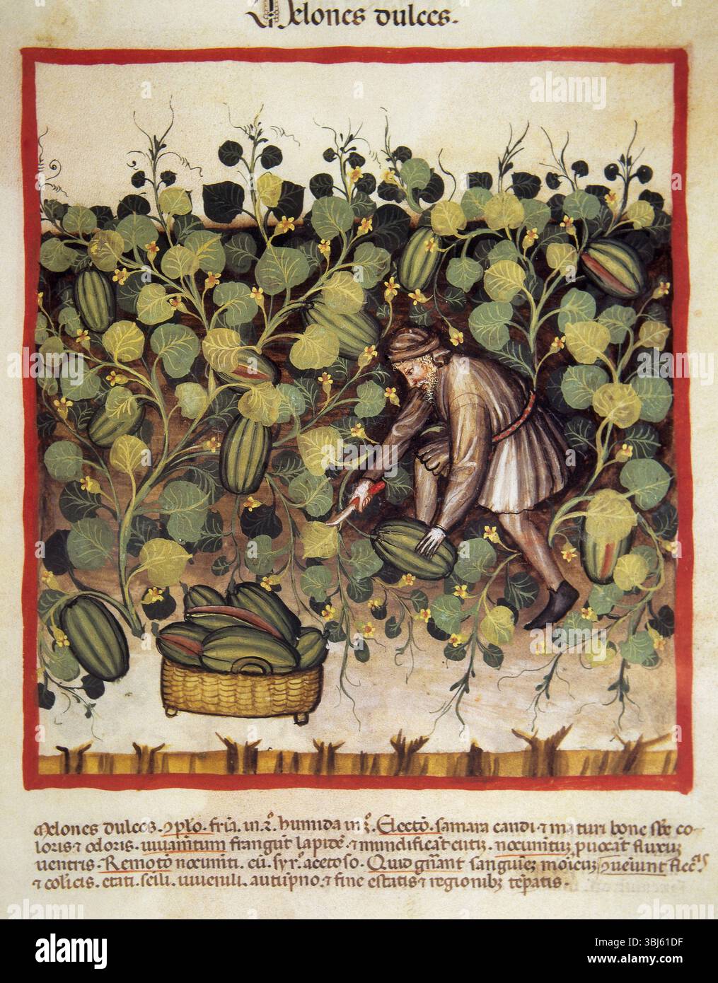 Sweet melon harvesting, 14th century. From Tacuinum Sanitatis Folio 21r ...