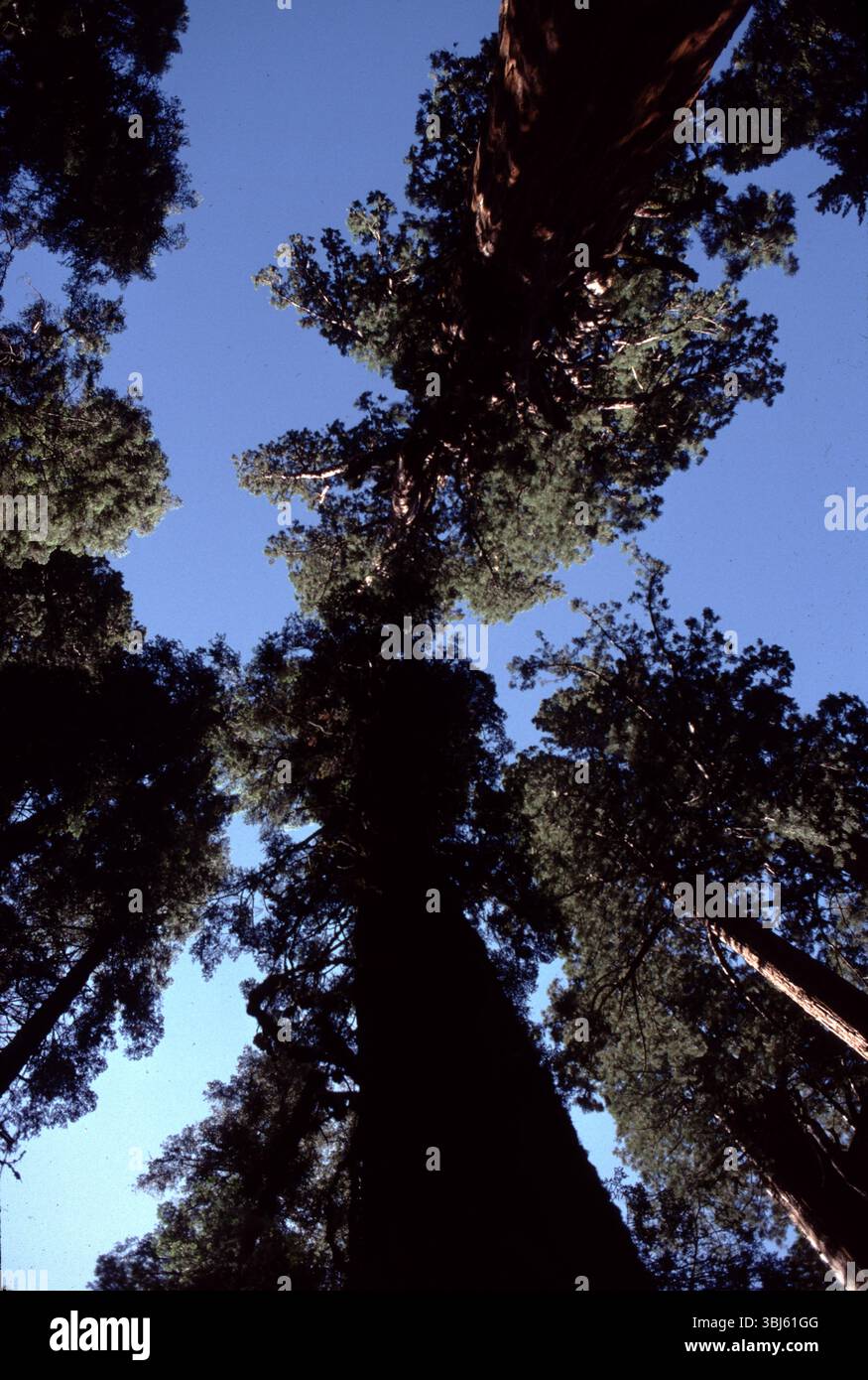 Sequoia & Kings Canyon National Park. CA. USA. 7/1994. The General ...