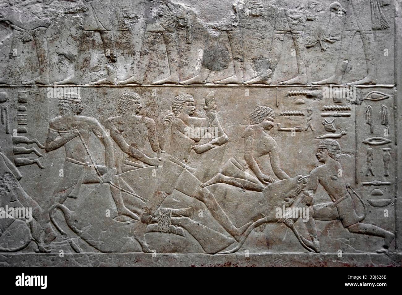 Relief depicting an ox slaughter, Mastaba of Mereruka, Saqqara, Egypt ...