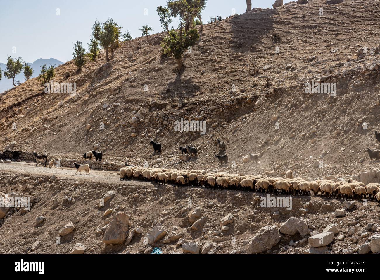 Goats and sheep in the mountains of Kurdistan Region of Iraq Stock ...