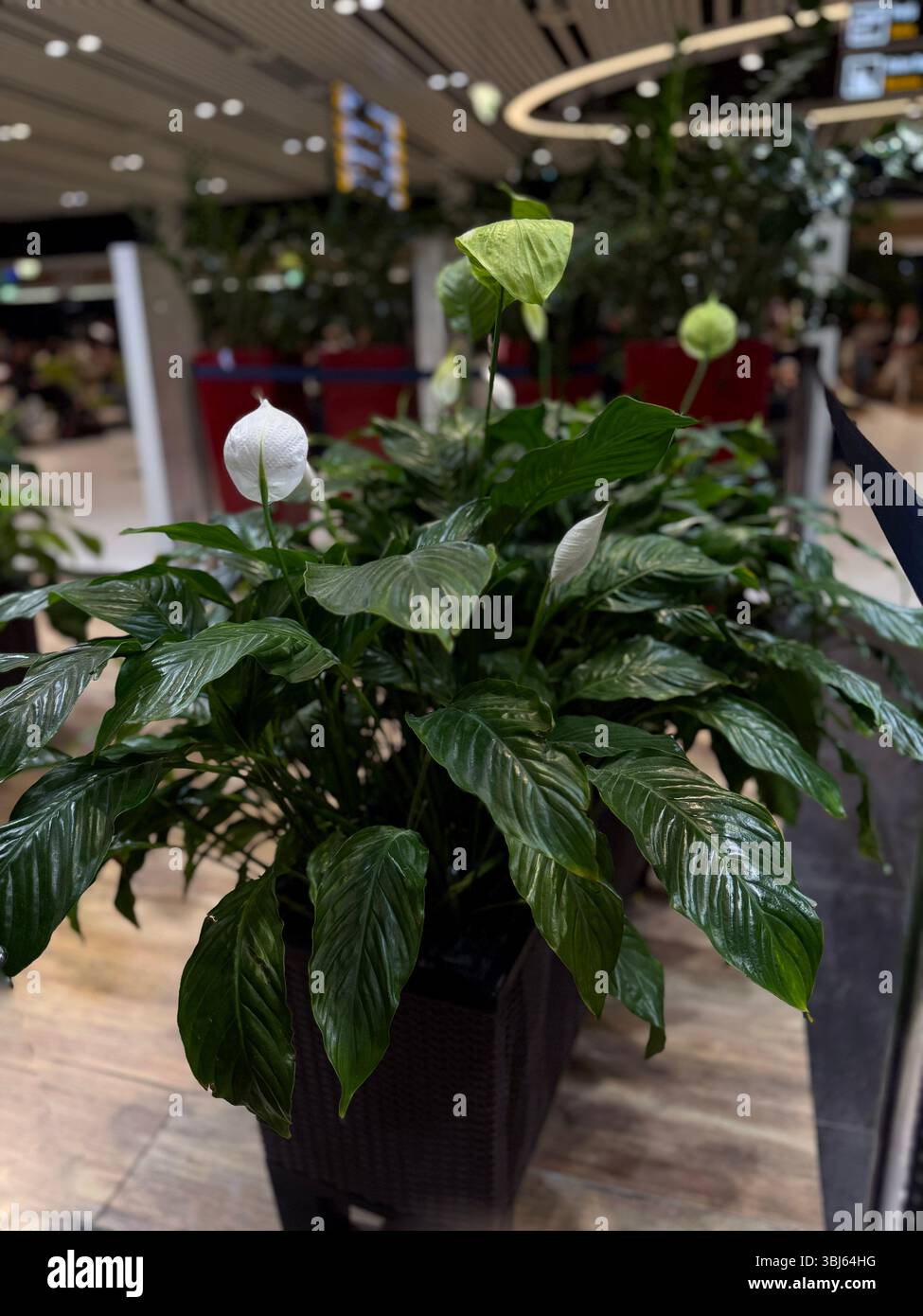 large pot of calla flowers in the interior Stock Photo - Alamy