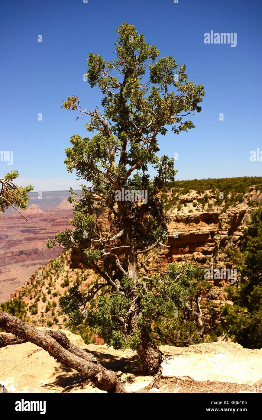 Late afternoon in the Grand Canyon Arizona with a brave pinon pine tree ...