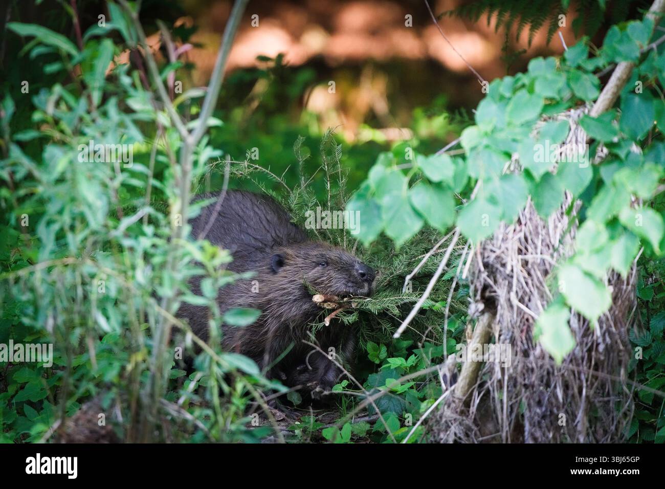 Castor fiber aka Eurasian or european Beaver is building beaver dam in ...
