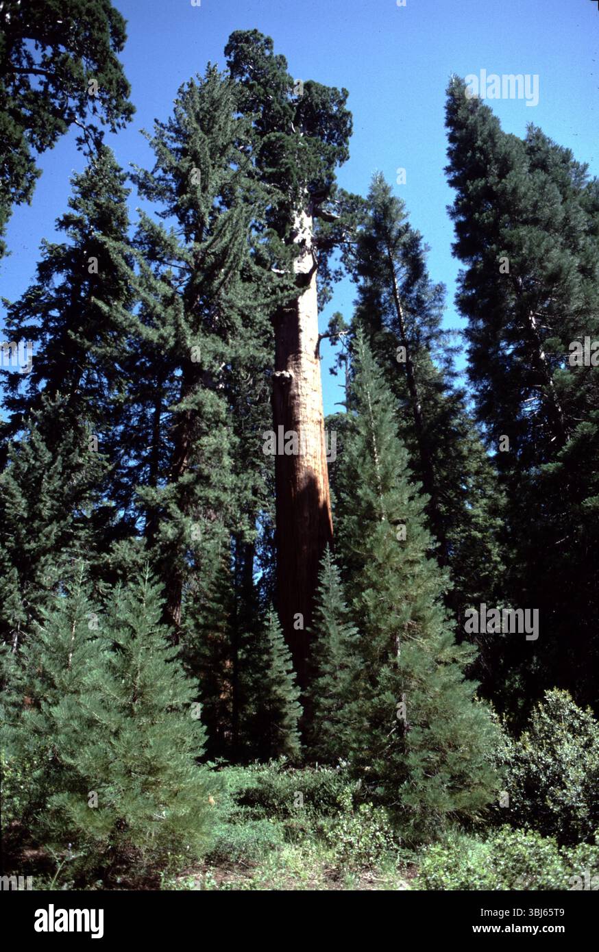 Sequoia & Kings Canyon National Park. CA. USA. 7/1994. The General ...