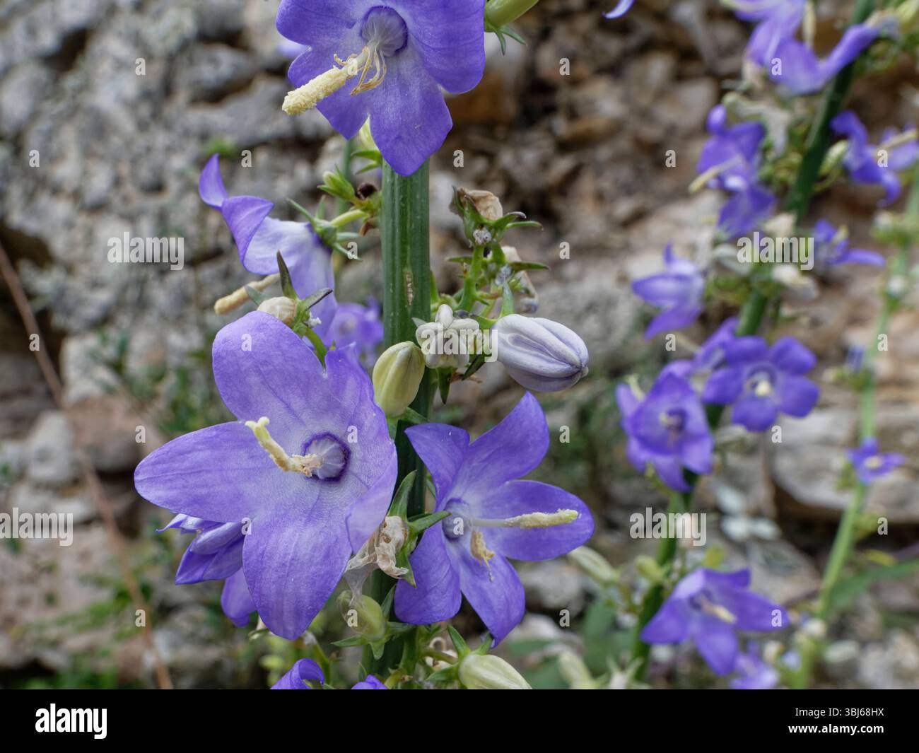 Chimney bellflower (Campanula pyramidalis) flowering on a limestone ...