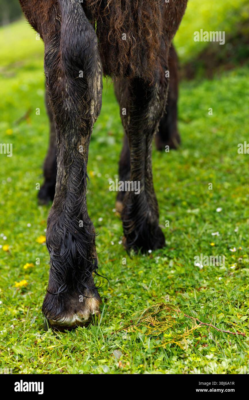 Capturing the exquisite details of a horse's legs, highlighting the ...